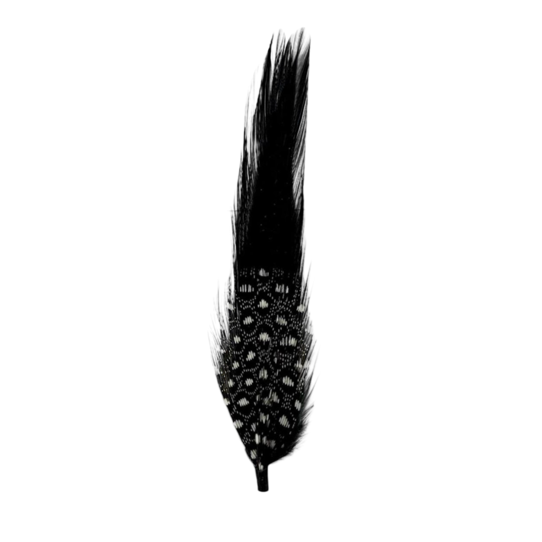 Pluma negra – Sombrerería Jimenez